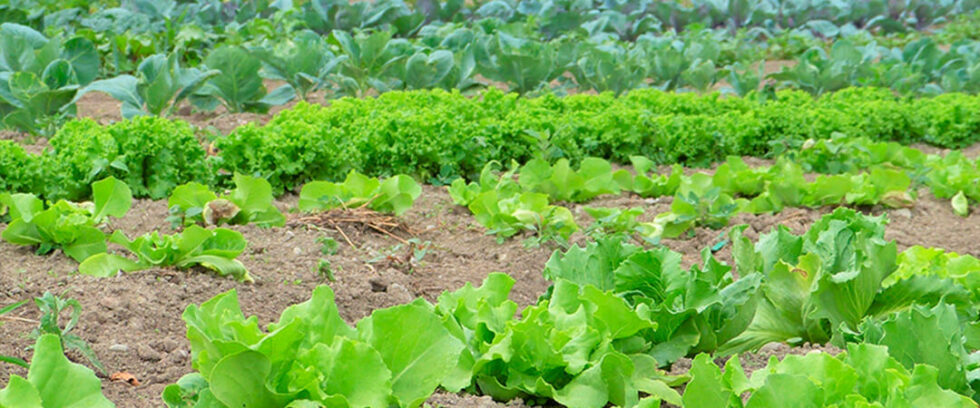 Alimentos ecológicos, buenos para ti, buenos para el planeta - Sola ...