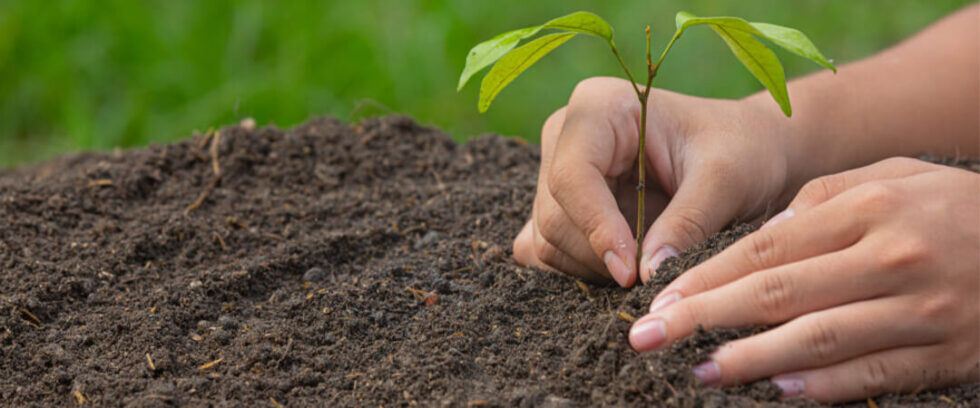Comprar plantas ecológicas y sus ventajas